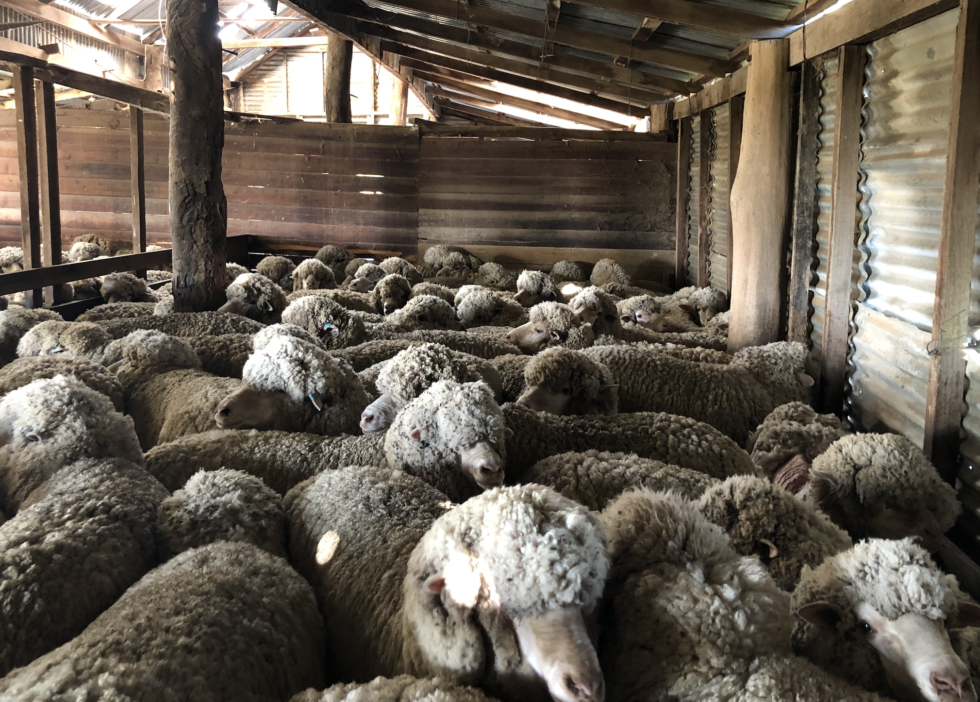 Home - AAA WoolBuyers Kyneton